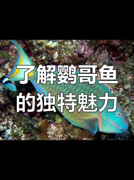 鹦哥鱼图片怎么拍_鹦哥鱼图片高清哪里找-第1张图片-山城妙识 鹦哥鱼图片怎么拍_鹦哥鱼图片高清哪里找-第1张图片-山城妙识