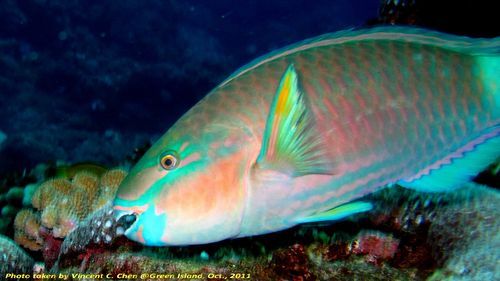 鹦哥鱼图片怎么拍_鹦哥鱼图片高清哪里找-第2张图片-山城妙识 鹦哥鱼图片怎么拍_鹦哥鱼图片高清哪里找-第2张图片-山城妙识