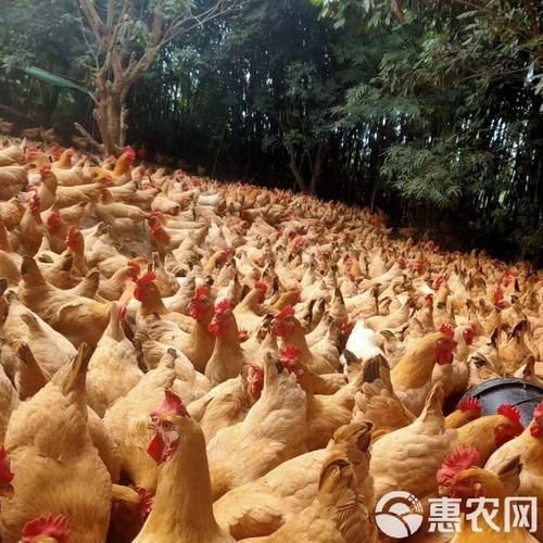 麻鸡和三黄鸡哪个好吃_口感区别在哪-第3张图片-山城妙识