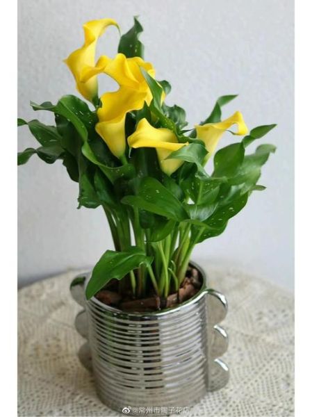 马蹄莲盆栽怎么养_马蹄莲图片品种大全-第1张图片-山城妙识