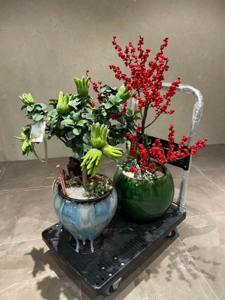 招财佛手花图片_如何养护招财佛手花-第1张图片-山城妙识