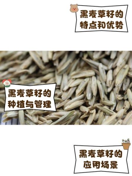 黑麦草种子多少钱一斤_黑麦草种子怎么种-第1张图片-山城妙识