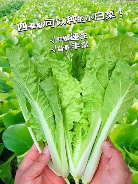 奶油白菜是哪里的菜系_奶油白菜正宗做法-第1张图片-山城妙识