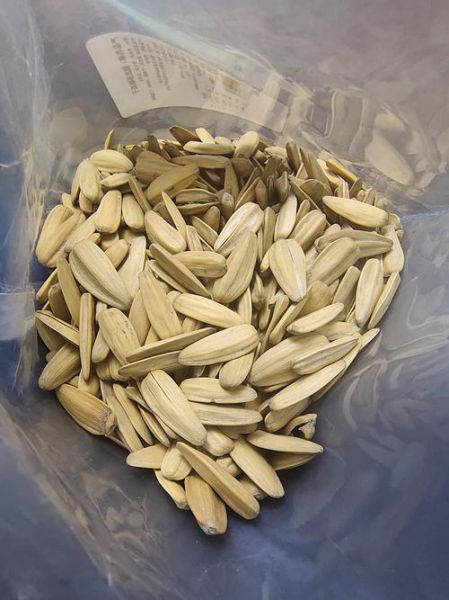 瓜子图片怎么拍好看_瓜子图片拍摄技巧-第2张图片-山城妙识