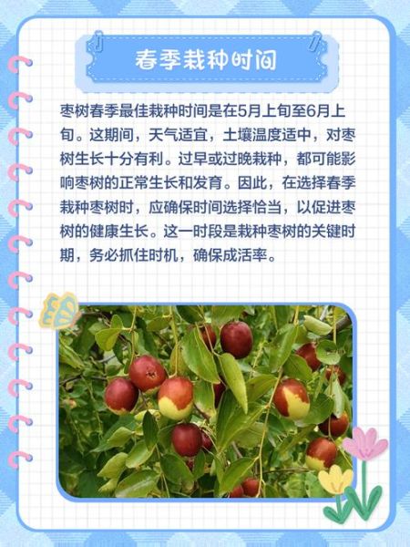 枣树什么时候移栽最好_枣树移栽最佳季节-第1张图片-山城妙识