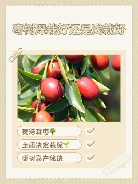 枣树什么时候移栽最好_枣树移栽最佳季节-第2张图片-山城妙识