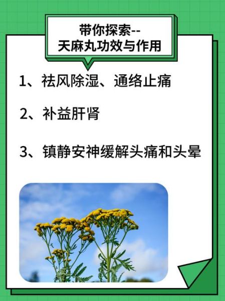 男人吃天麻壮阳吗_天麻对男性性功能有效吗-第1张图片-山城妙识