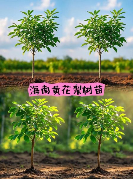 黄花梨树苗多少钱一棵_黄花梨树苗怎么种植-第3张图片-山城妙识