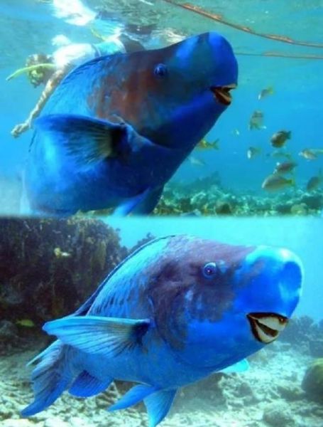 鹦嘴鱼吃什么_鹦嘴鱼怎么养-第1张图片-山城妙识