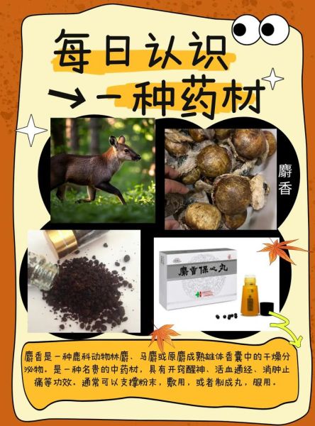 麝香是什么_麝香有哪些功效与作用-第3张图片-山城妙识