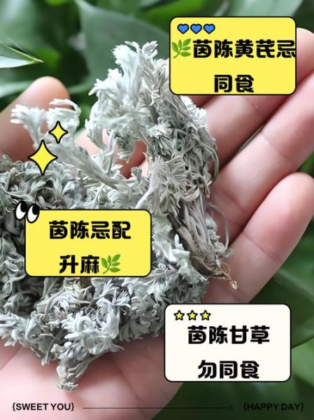 茵陈哪些人不能吃_茵陈禁忌人群-第3张图片-山城妙识 茵陈哪些人不能吃_茵陈禁忌人群-第3张图片-山城妙识