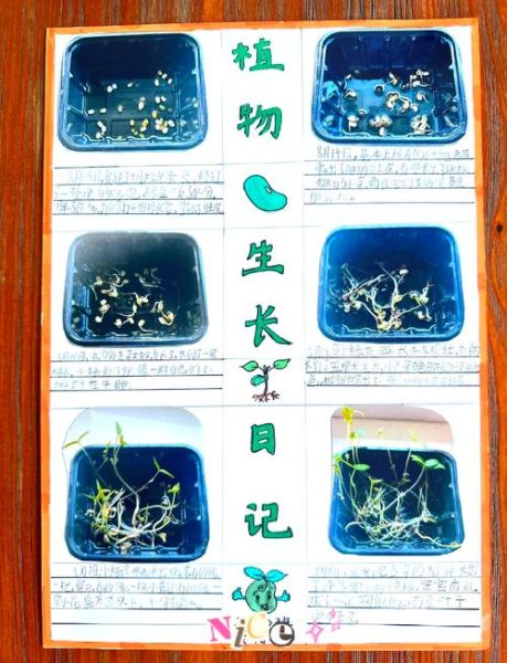 绿豆芽怎么种_绿豆芽发芽需要几天-第1张图片-山城妙识 绿豆芽怎么种_绿豆芽发芽需要几天-第1张图片-山城妙识