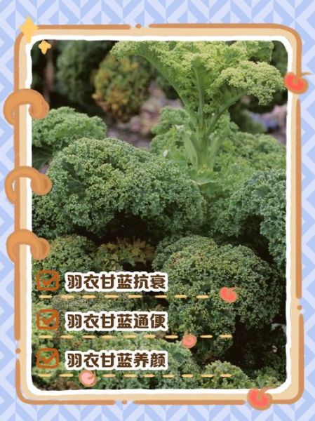 绿甘蓝菜的功效与作用禁忌_哪些人不能吃-第1张图片-山城妙识