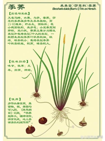 马蹄怎么读_马蹄组词有哪些-第1张图片-山城妙识