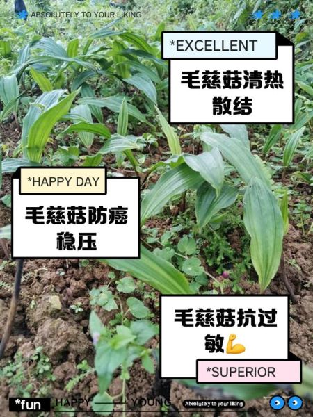 慈姑的功效与作用_慈姑怎么吃最营养-第1张图片-山城妙识