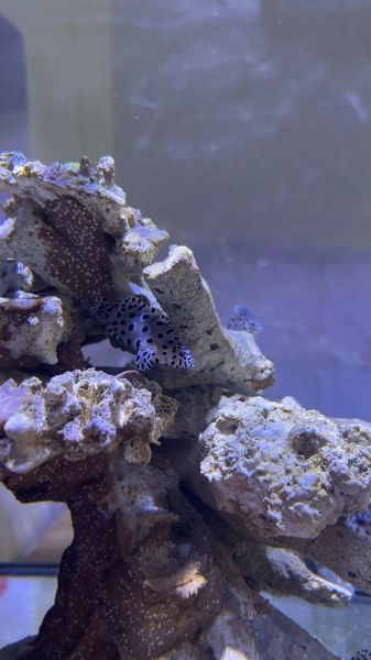 老鼠斑异型鱼怎么养_老鼠斑异型鱼能长多大-第2张图片-山城妙识