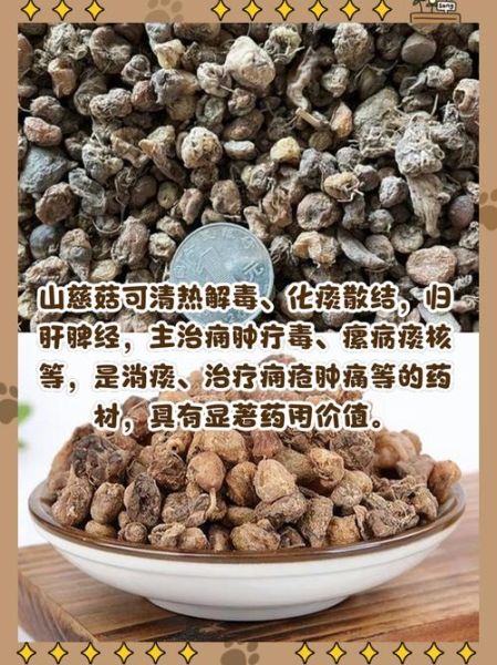 慈姑的功效与作用_慈姑怎么吃最营养-第3张图片-山城妙识