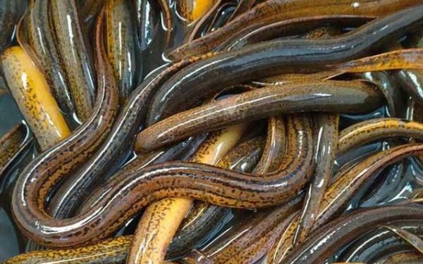 黄鳝养殖周期多长时间_黄鳝苗多久能上市-第2张图片-山城妙识