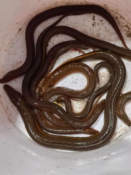 黄鳝养殖周期多长时间_黄鳝苗多久能上市-第3张图片-山城妙识