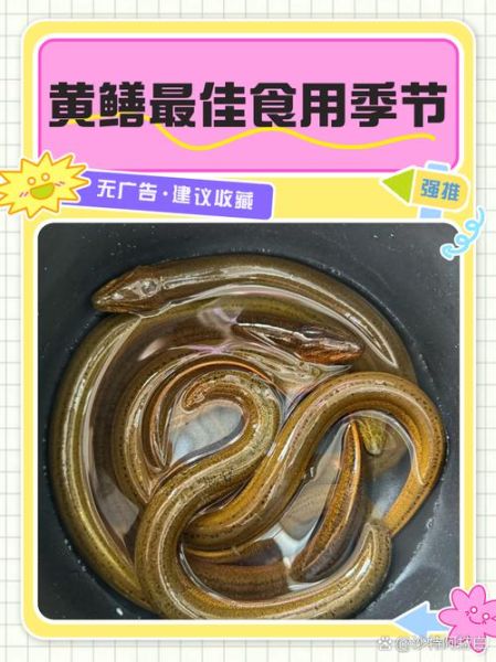 黄鳝养殖周期多长时间_黄鳝苗多久能上市-第1张图片-山城妙识