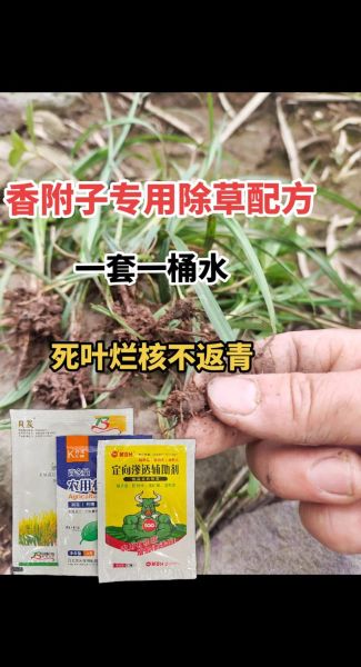 香附子用什么除草剂能根除_香附子除草剂哪种最好-第1张图片-山城妙识