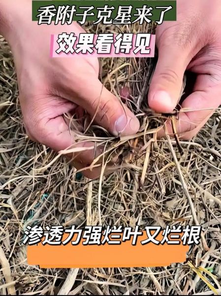 香附子用什么除草剂能根除_香附子除草剂哪种最好-第2张图片-山城妙识