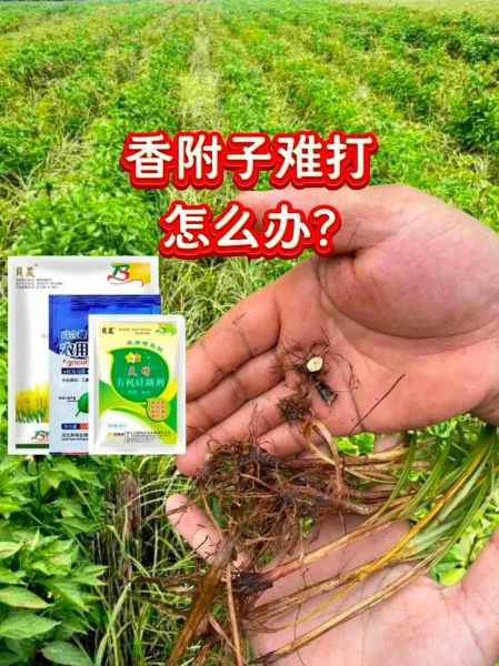 香附子用什么除草剂能根除_香附子除草剂哪种最好-第3张图片-山城妙识