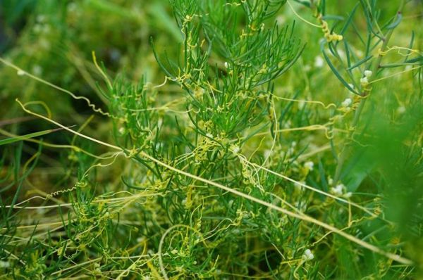 菟丝子图片大全大图_菟丝子长什么样-第2张图片-山城妙识