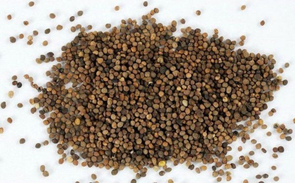 菟丝子图片大全大图_菟丝子长什么样-第3张图片-山城妙识