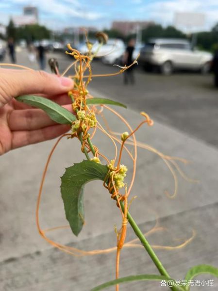 菟丝子图片大全大图_菟丝子长什么样-第1张图片-山城妙识