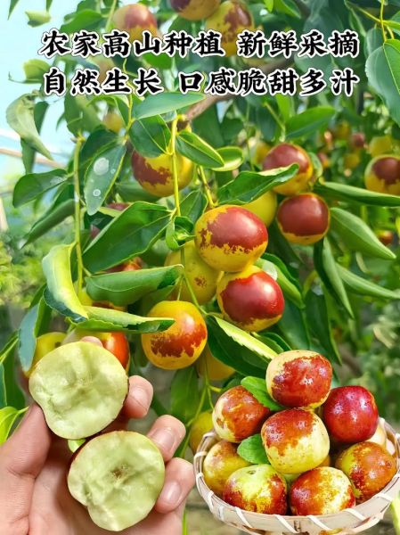 冬枣的功效与作用_冬枣的营养价值高吗-第2张图片-山城妙识