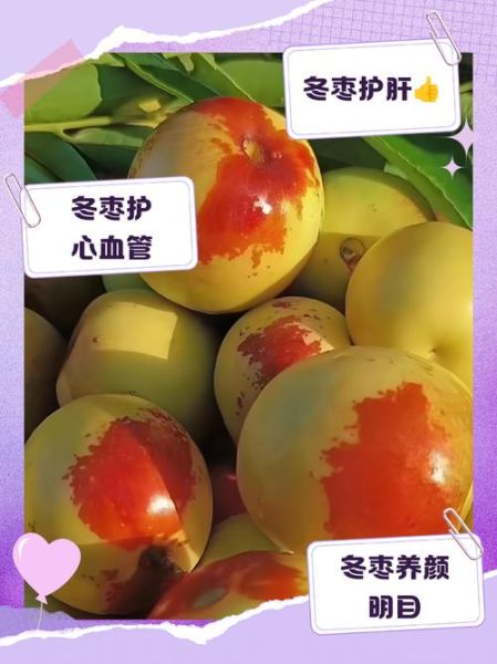 冬枣的功效与作用_冬枣的营养价值高吗-第3张图片-山城妙识