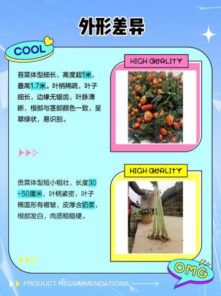 苔菜和贡菜的区别_苔菜贡菜哪个好吃-第1张图片-山城妙识