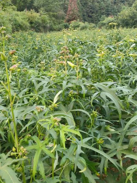 黄蜀葵怎么种_黄蜀葵种植时间-第1张图片-山城妙识 黄蜀葵怎么种_黄蜀葵种植时间-第1张图片-山城妙识