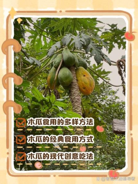 木瓜怎么吃最减肥_木瓜减肥的正确吃法-第2张图片-山城妙识 木瓜怎么吃最减肥_木瓜减肥的正确吃法-第2张图片-山城妙识