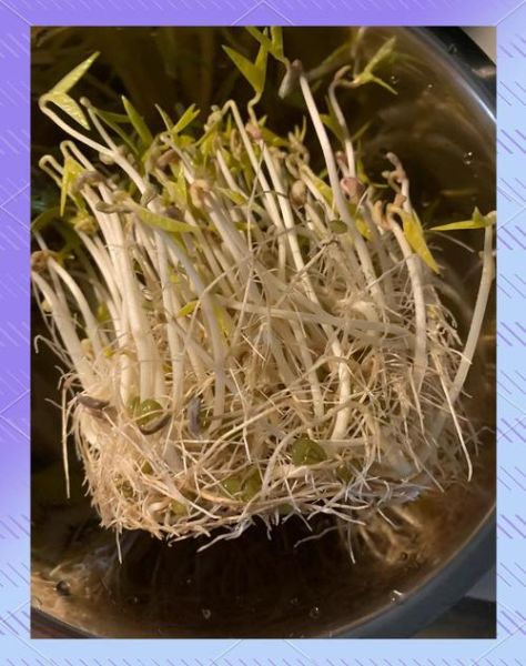 豆芽手工坊怎么做_豆芽手工坊赚钱吗-第1张图片-山城妙识