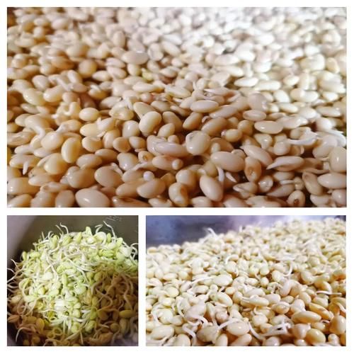 豆芽手工坊怎么做_豆芽手工坊赚钱吗-第2张图片-山城妙识