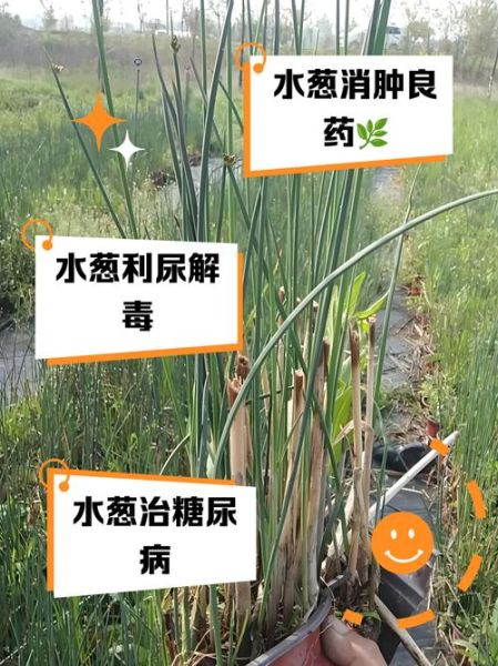 水葱图片怎么拍_水葱和香蒲的区别-第2张图片-山城妙识