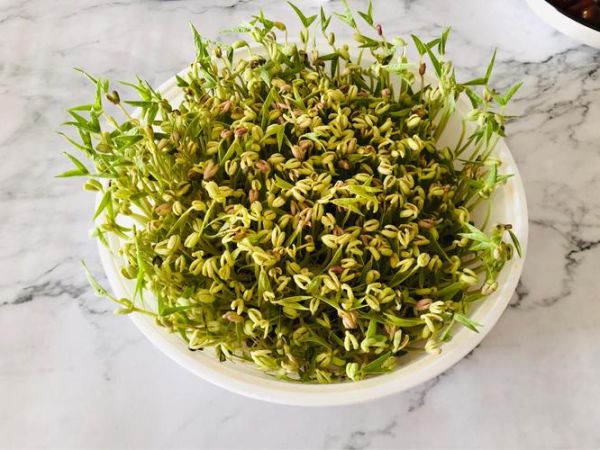 豆芽手工坊怎么做_豆芽手工坊赚钱吗-第3张图片-山城妙识