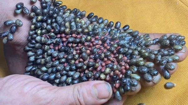 莲蓬乳病是什么_莲蓬乳病会传染吗-第2张图片-山城妙识