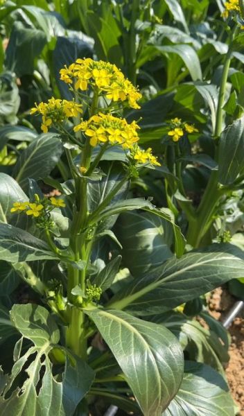 菜心种植技术_菜心管理要点-第1张图片-山城妙识 菜心种植技术_菜心管理要点-第1张图片-山城妙识