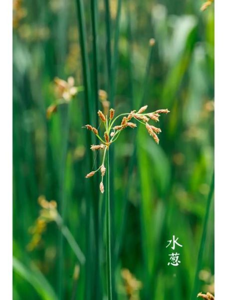 水葱图片怎么拍_水葱和香蒲的区别-第1张图片-山城妙识