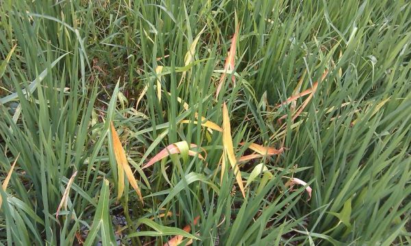 水葱图片怎么拍_水葱和香蒲的区别-第3张图片-山城妙识