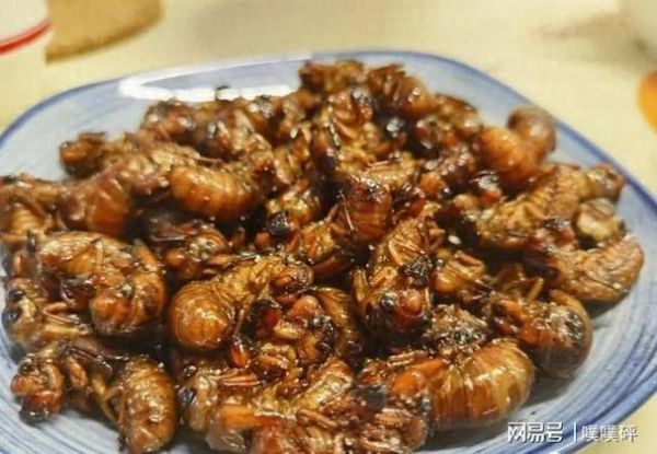 金蝉价格多少钱一斤2021_金蝉为什么涨价-第2张图片-山城妙识