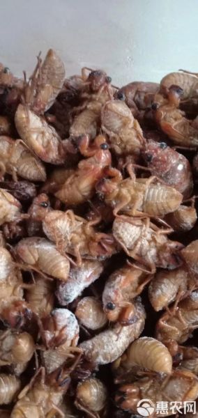 金蝉价格多少钱一斤2021_金蝉为什么涨价-第3张图片-山城妙识