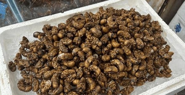 金蝉价格多少钱一斤2021_金蝉为什么涨价-第1张图片-山城妙识