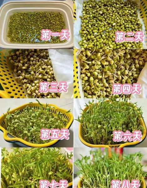 绿豆7天生长过程记录_绿豆发芽需要几天-第1张图片-山城妙识 绿豆7天生长过程记录_绿豆发芽需要几天-第1张图片-山城妙识