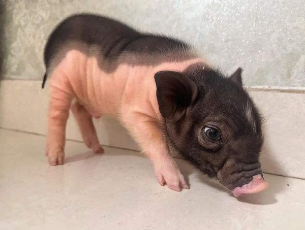 香猪图片哪里找_香猪图片高清下载-第2张图片-山城妙识 香猪图片哪里找_香猪图片高清下载-第2张图片-山城妙识