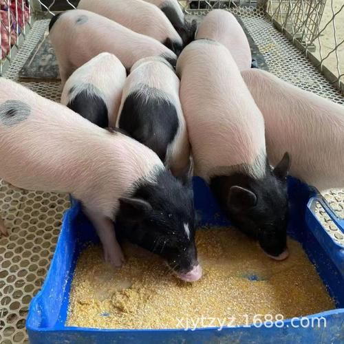 香猪图片哪里找_香猪图片高清下载-第3张图片-山城妙识 香猪图片哪里找_香猪图片高清下载-第3张图片-山城妙识