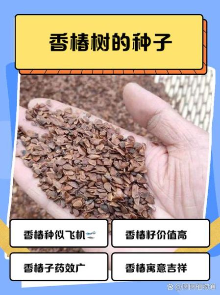 香椿树种子多少钱一斤_如何挑选优质种子-第3张图片-山城妙识 香椿树种子多少钱一斤_如何挑选优质种子-第3张图片-山城妙识
